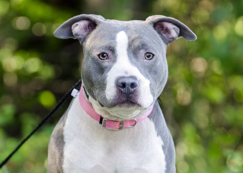 Americano Azul Pit Bull Terrier Dog Portrait Imagen de archivo - Imagen ...
