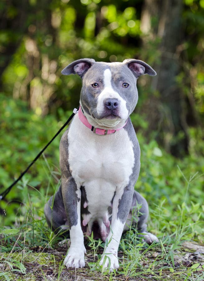 Americano Azul Pit Bull Terrier Dog Portrait Imagen de archivo - Imagen ...