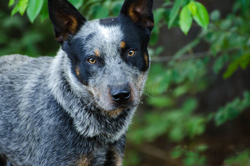 Heeler Azul O Perro Australiano Del Ganado Imagen de archivo - Imagen ...