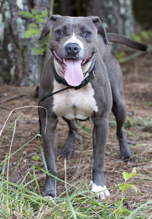 Perro Azul Y Blanco De Pitbull Terrier Del Americano Foto de archivo ...