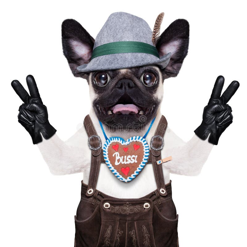 Perro loco sorprendido foto de archivo. Imagen de mudo - 43833714