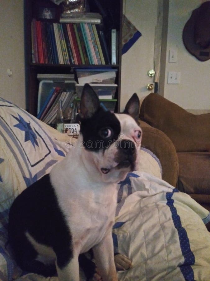 Perro bandido imagen de archivo. Imagen de perro, viejo - 159404415