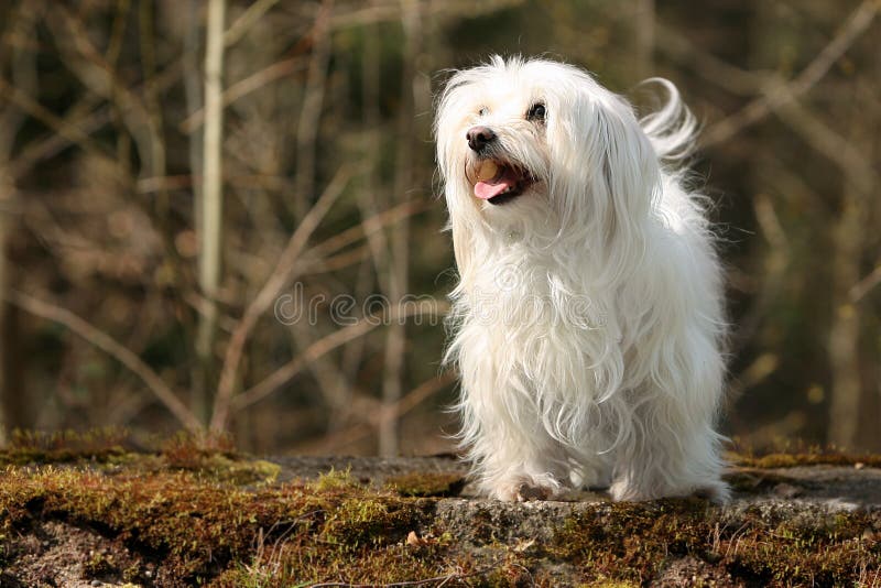 Perro blanco imagen de archivo. Imagen de ringlete, atento - 13030007