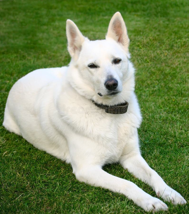 Perro blanco foto de archivo. Imagen de verde, ocio, color - 14423264