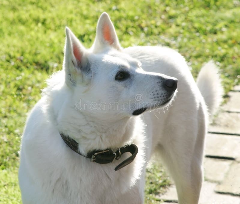 Perro blanco imagen de archivo. Imagen de mascotas, exterior - 14749583