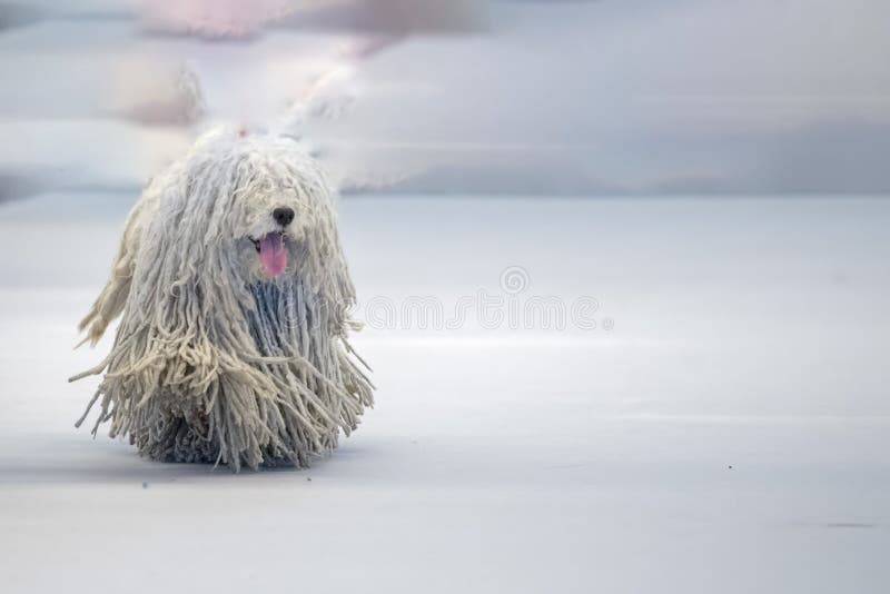 Perro Blanco Del Caniche De Rasta Que Viene a Usted Foto de archivo ...