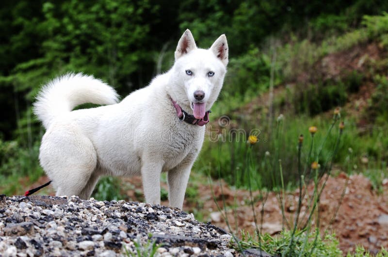 Perro Blanco Del Husky Siberiano Foto de archivo - Imagen de ojos, cola ...