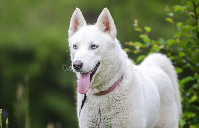 Perro Blanco Del Husky Siberiano Foto de archivo - Imagen de ojos ...