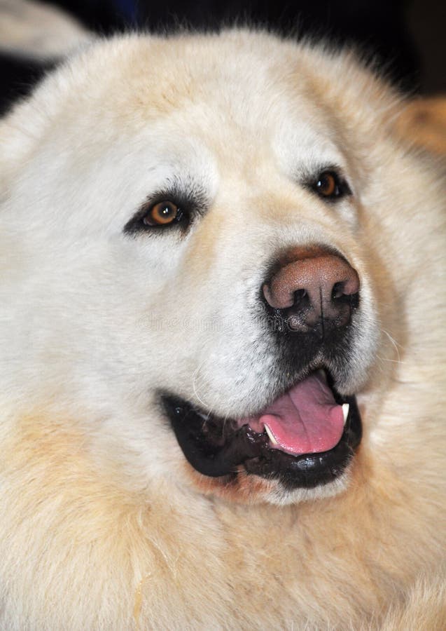 Perro blanco grande imagen de archivo. Imagen de propietario - 39513211