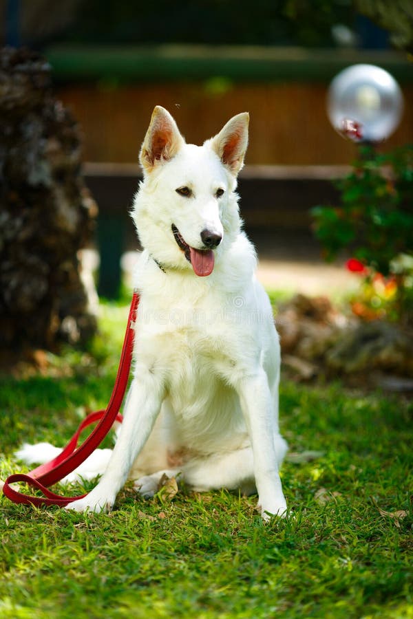 Perro Blanco Grande Del Samoyedo Imagen de archivo - Imagen de abeto ...