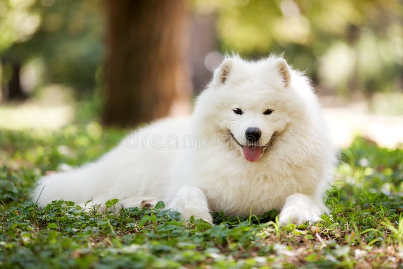 Perro Blanco Grande Del Samoyedo Imagen de archivo - Imagen de pelo ...