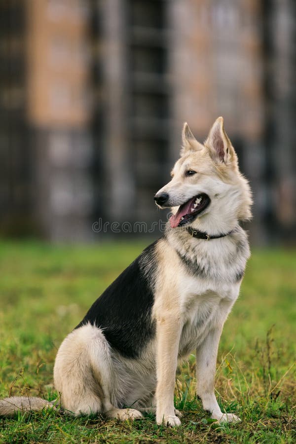 Perro Blanco Grande En Paseo Foto de archivo - Imagen de mirando ...