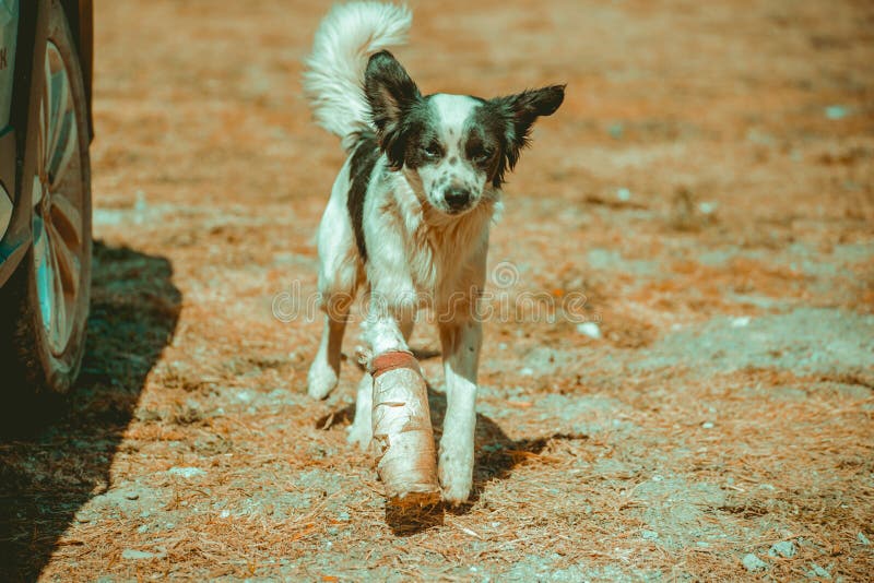 Pie vendado imagen de archivo. Imagen de vendado - 12375173