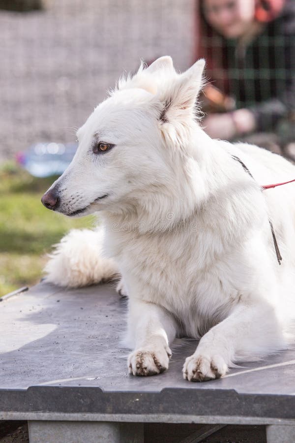 Perro Blanco Suizo Del Adutl Del Pastor Foto de archivo - Imagen de ...