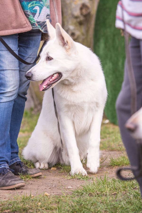 Perro Blanco Suizo Del Adutl Del Pastor Imagen de archivo - Imagen de ...