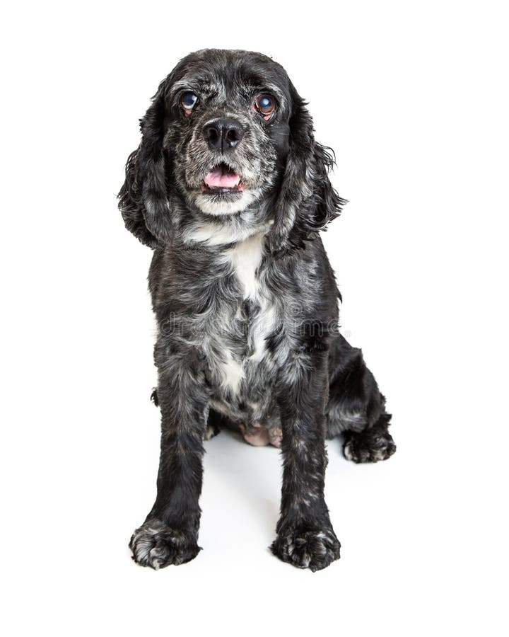Cocker Spaniel Blanco Y Negro Imagen de archivo - Imagen de cocker ...