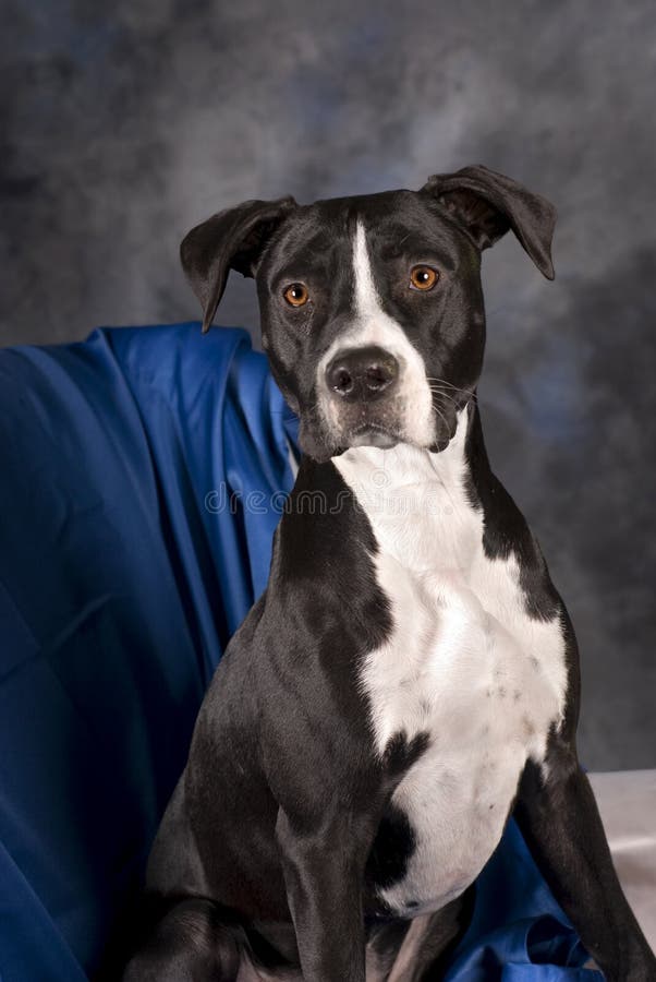 Perro Blanco Y Negro En Azul Imagen de archivo - Imagen de canino ...