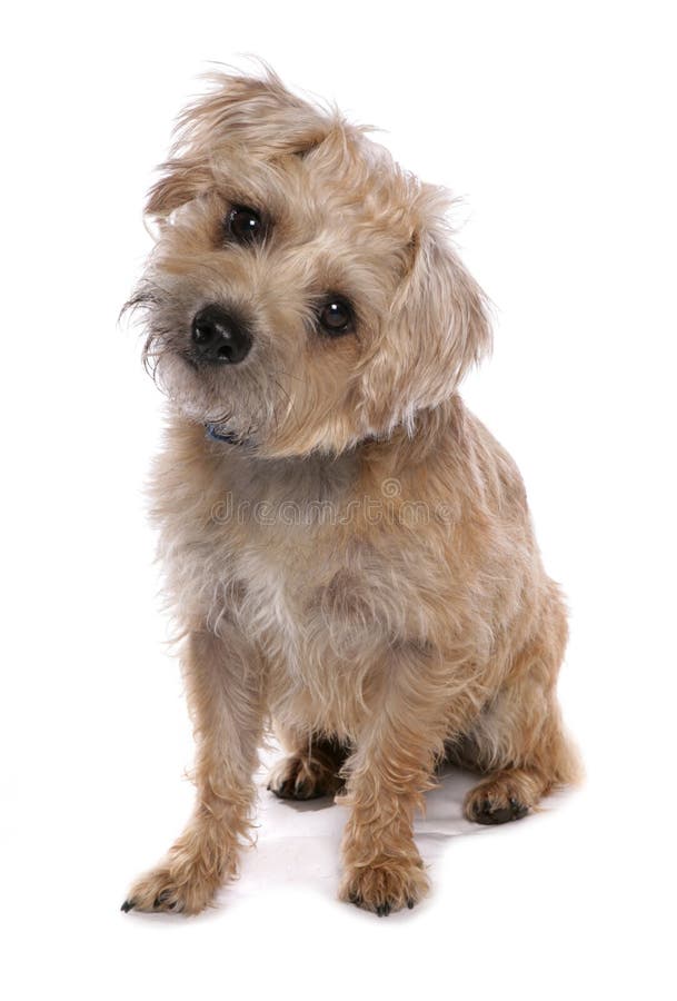 Perro border terrier imagen de archivo. Imagen de frontera - 210379729