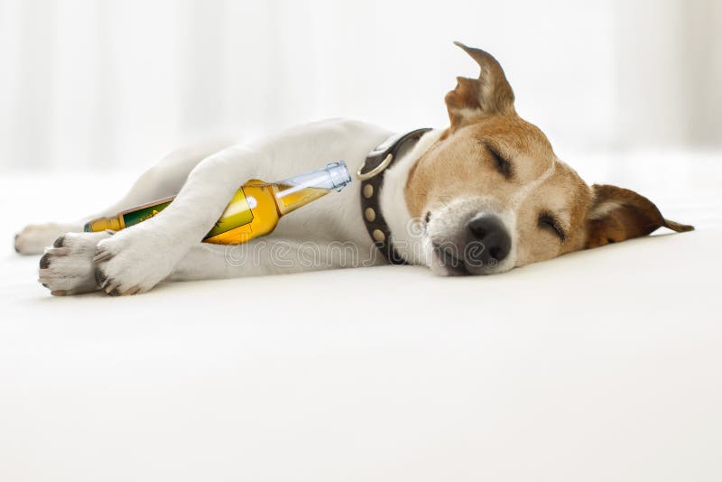 Perros borrachos foto de archivo. Imagen de desesperado - 18219210