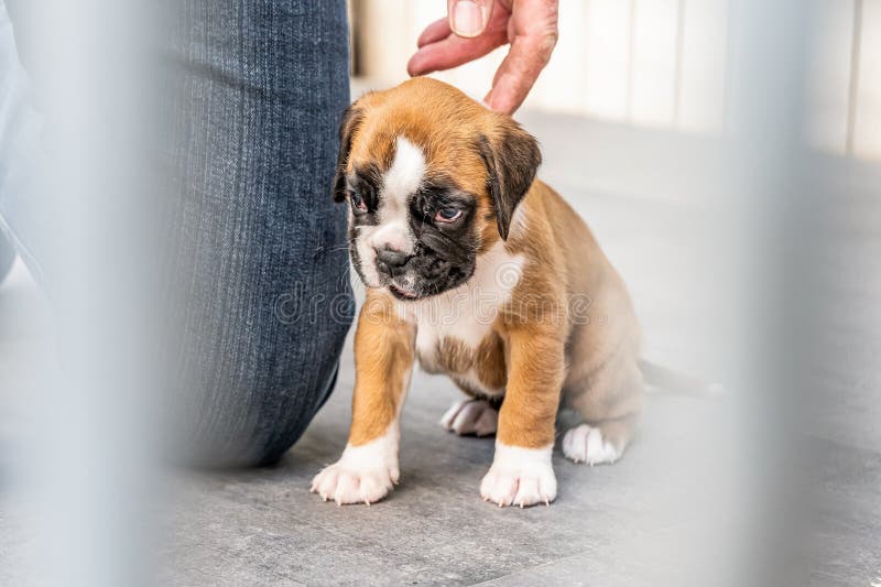 Perro Boxeador Germano De Cachorro De Cachorro De Raza Pura De 4 ...