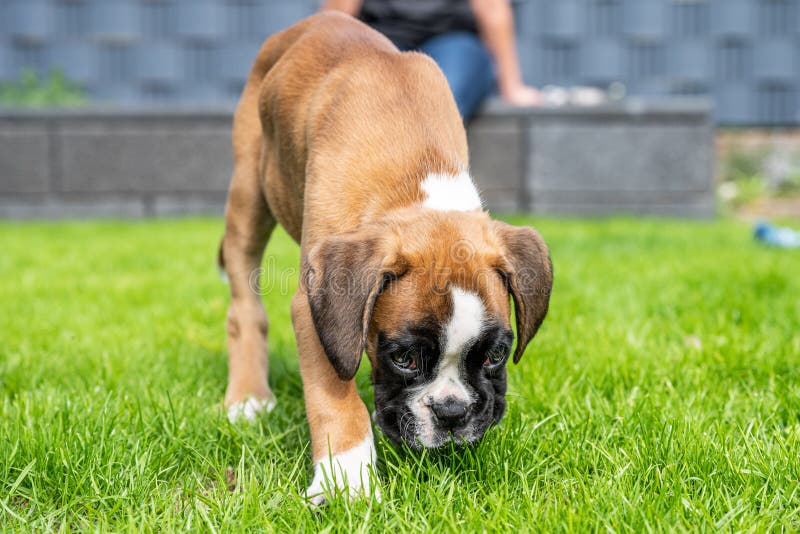 Perro Boxeador Germano De Cachorro De Cachorro De Raza Pura De 8 ...