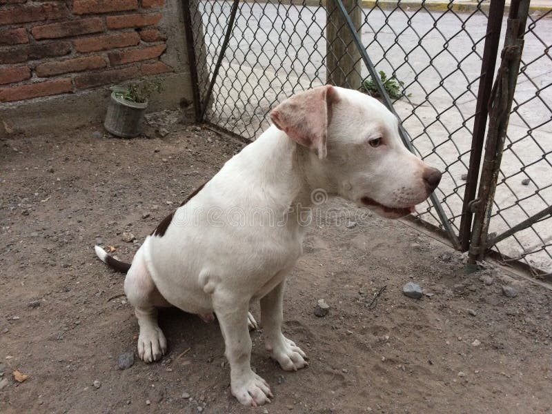 Perro stock image. Image of perro, bravo, posedeperro - 91892115