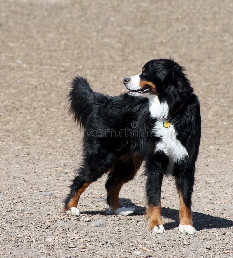 Perro Burmese De La Montaña Imagen de archivo - Imagen de feliz, perro ...