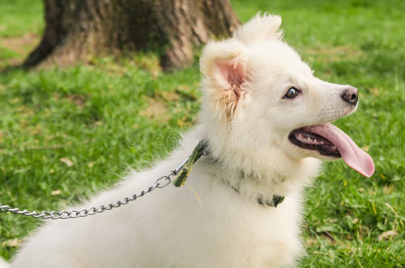 Perro buscando imagen de archivo. Imagen de casta, obediente - 179462043