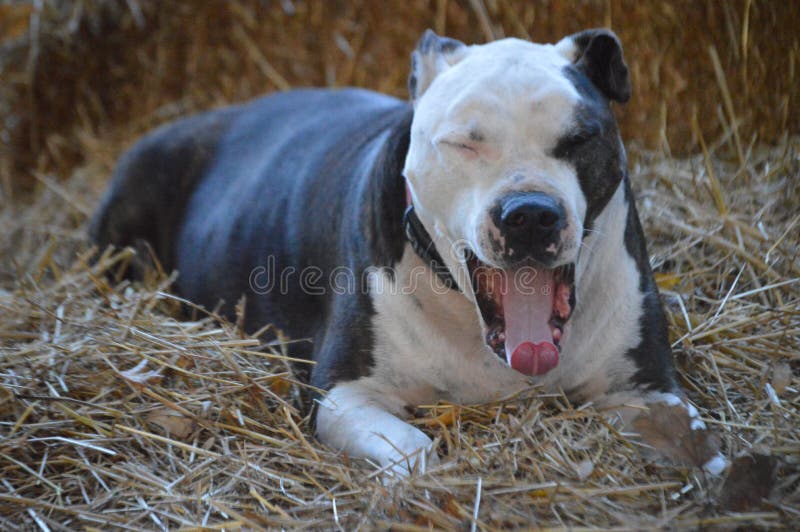 Perro cansado foto de archivo. Imagen de verde, hermanos - 102374316