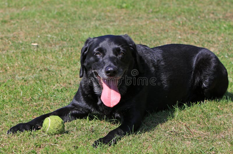 Perro cansado imagen de archivo. Imagen de mascotas, cansado - 11155027