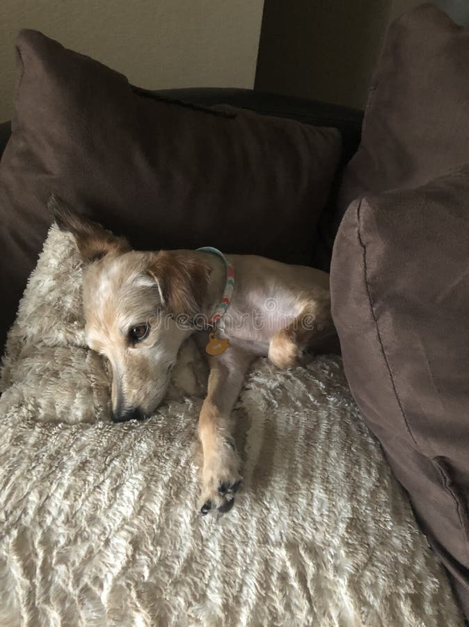 Perro cansado foto de archivo. Imagen de perro, perritos - 123479548