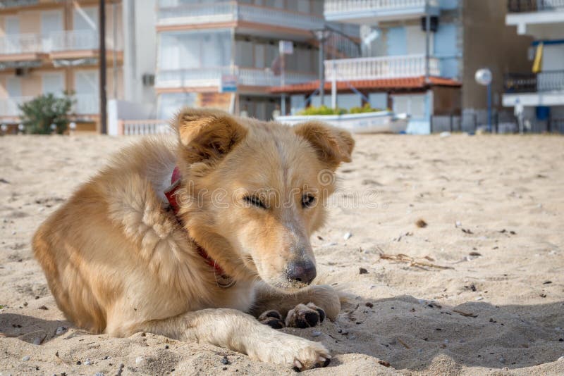 Perro cansado imagen de archivo. Imagen de canino, cuidado - 41946209