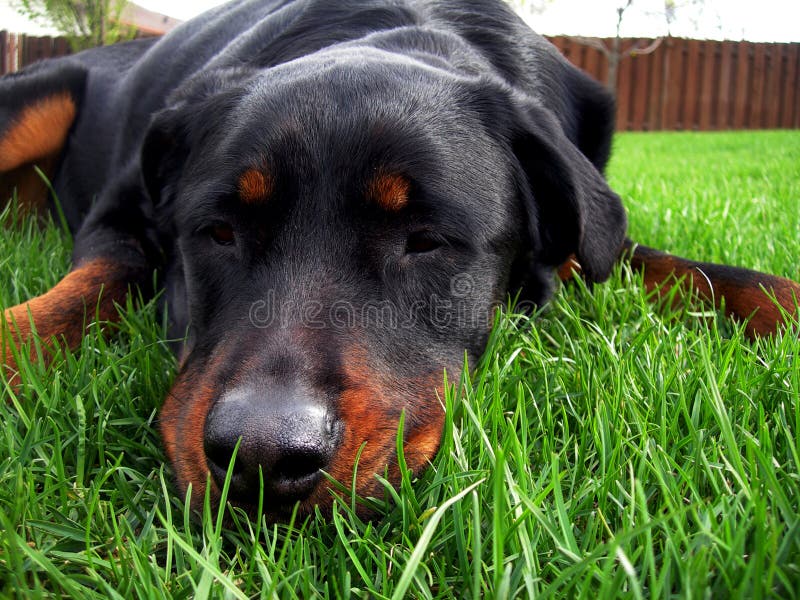 El Perrito Cansado De Rottweiler Imagen de archivo - Imagen de pista ...