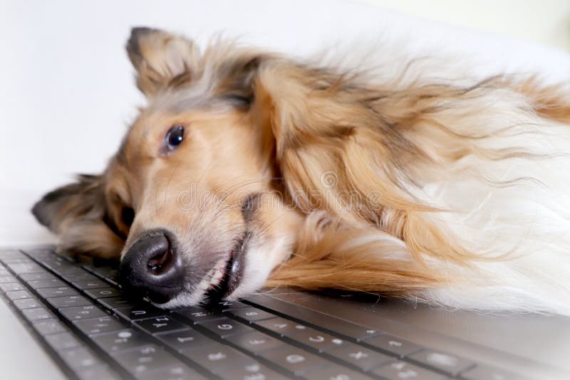 Perro Cansado Por El Cuaderno Foto de archivo - Imagen de espera ...