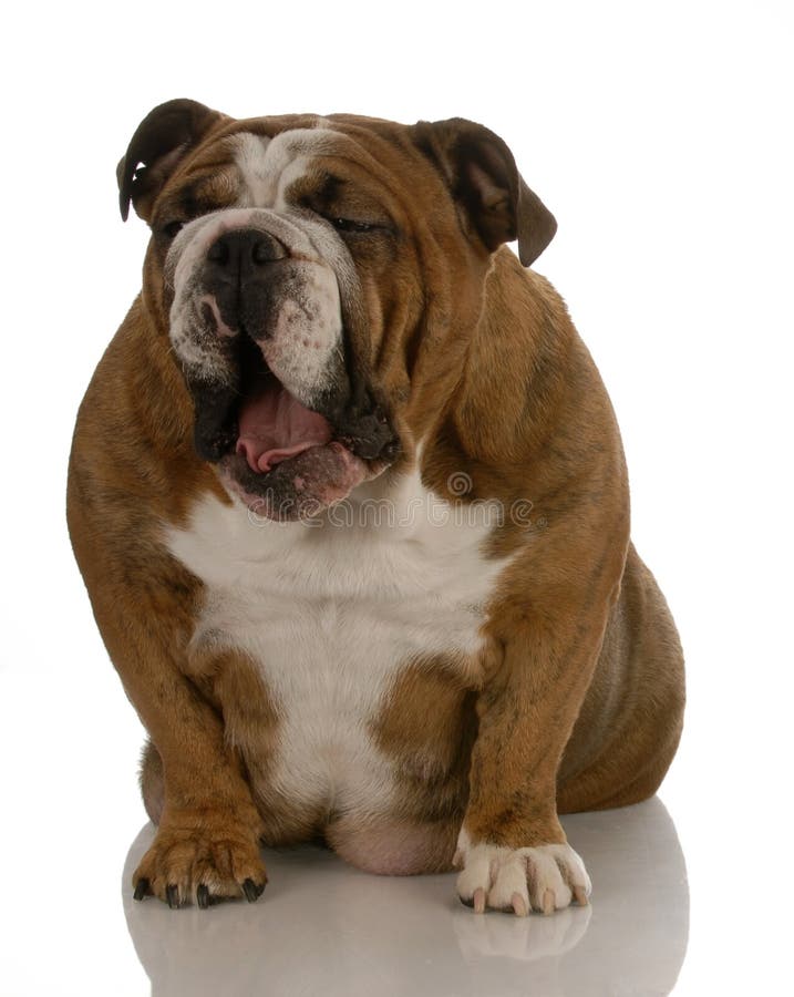 Perro cansado que bosteza imagen de archivo. Imagen de expresar - 11841305