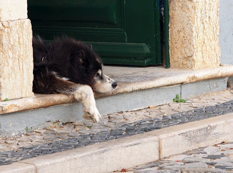 Perro Cansado Que Descansa En Entrada Imagen de archivo - Imagen de ...