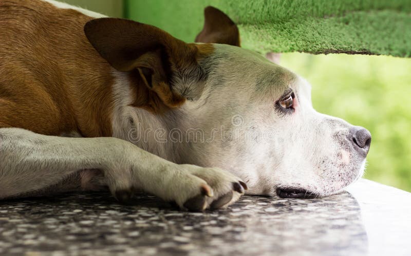 Perro Cansado Que Descansa Sobre El Piso Imagen de archivo - Imagen de ...