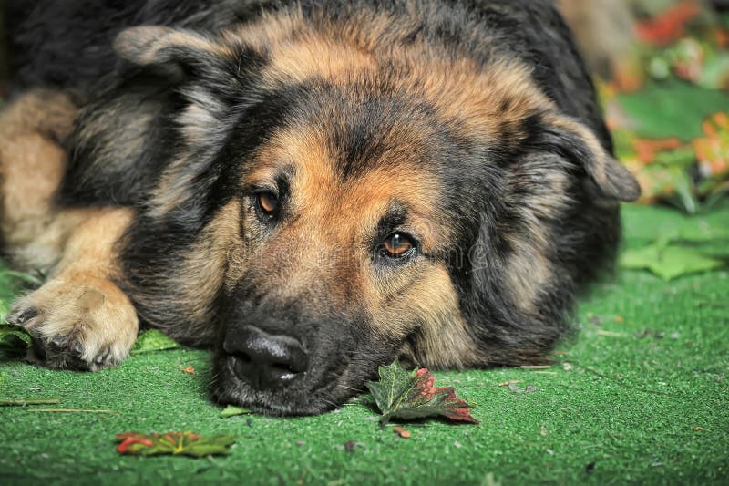 Perro cansado imagen de archivo. Imagen de bichos, mascota - 1139949