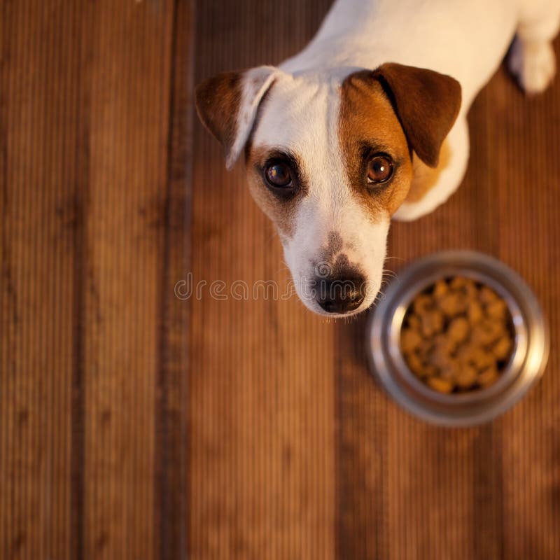 Perro Casero Que Come El Pie Imagen de archivo - Imagen de russell ...
