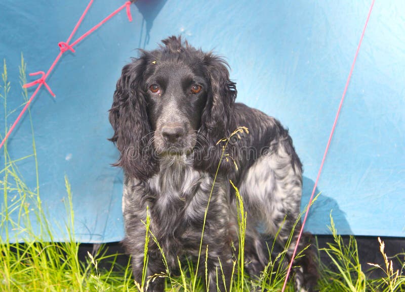 Perro, cazando foto de archivo. Imagen de brillante - 109417376