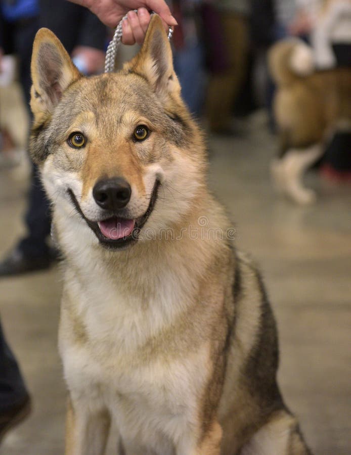 Perro Checoslovaco Del Lobo Foto de archivo - Imagen de retrato, paro: 123287758