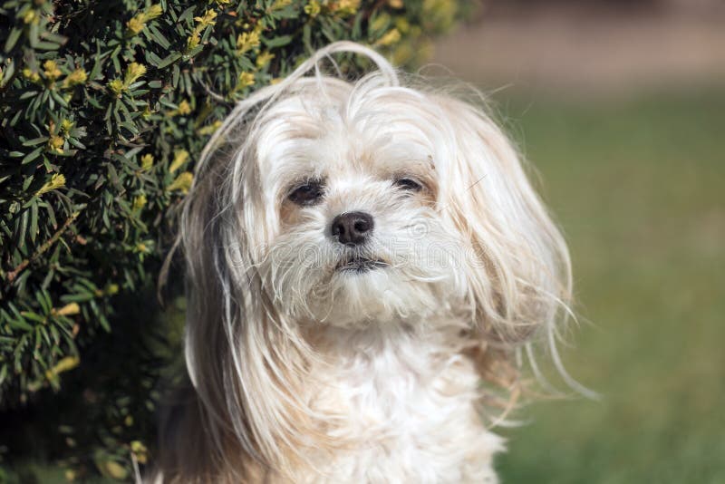 Perro color nata imagen de archivo. Imagen de gota, crema - 118504447