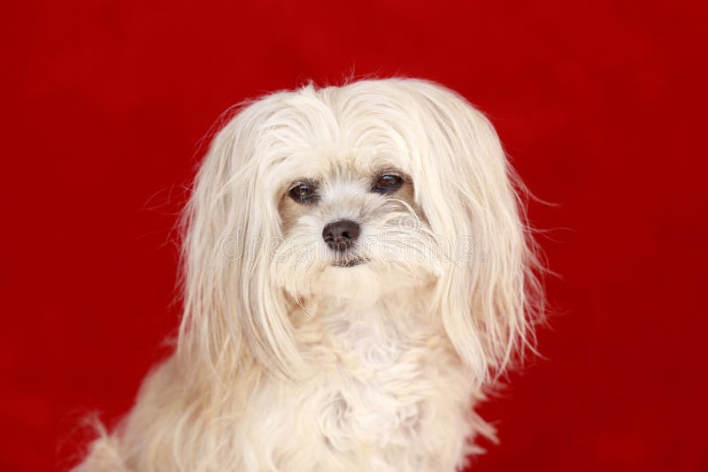 Perro Color Nata De Bolonka Foto de archivo - Imagen de lindo ...