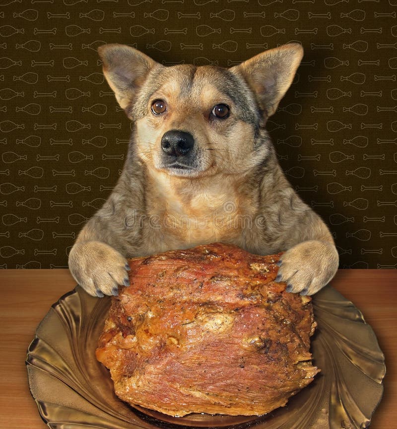Perro Comiendo Carne Al Horno Foto de archivo - Imagen de revuelto ...