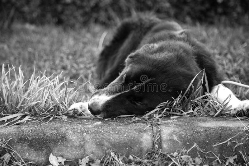 Perro Comiendo Pasto En El Parque Foto de archivo - Imagen de divertido ...