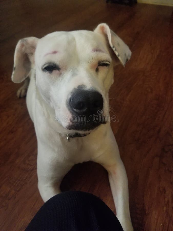 Perro con cejas foto de archivo. Imagen de cejas, sonrisa - 159607660