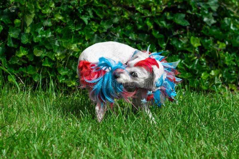 Perro Con Cola Colorida Para El Pelo Imagen de archivo - Imagen de ...