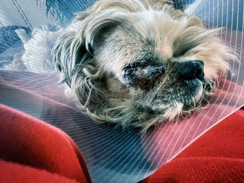 Perro con cono de mascota imagen de archivo. Imagen de animal - 247342221