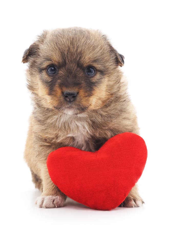 Perro con el corazón imagen de archivo. Imagen de asimientos - 93789119
