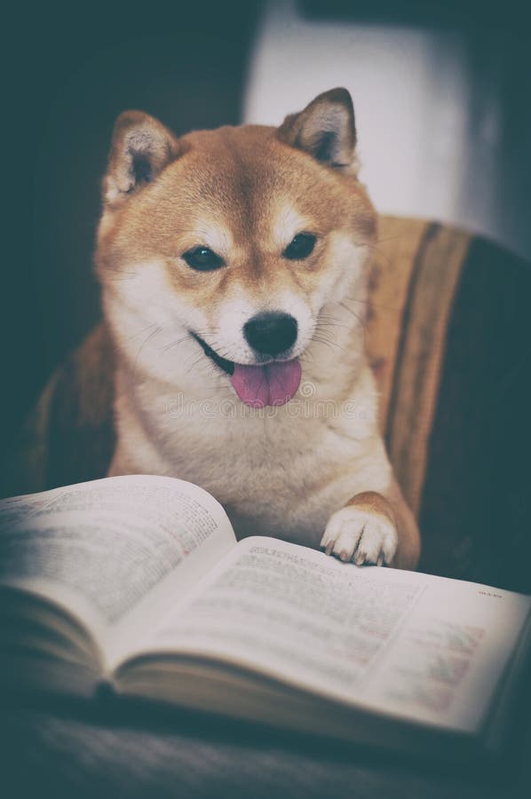 Perro con el libro foto de archivo. Imagen de amigo, listo - 50709520